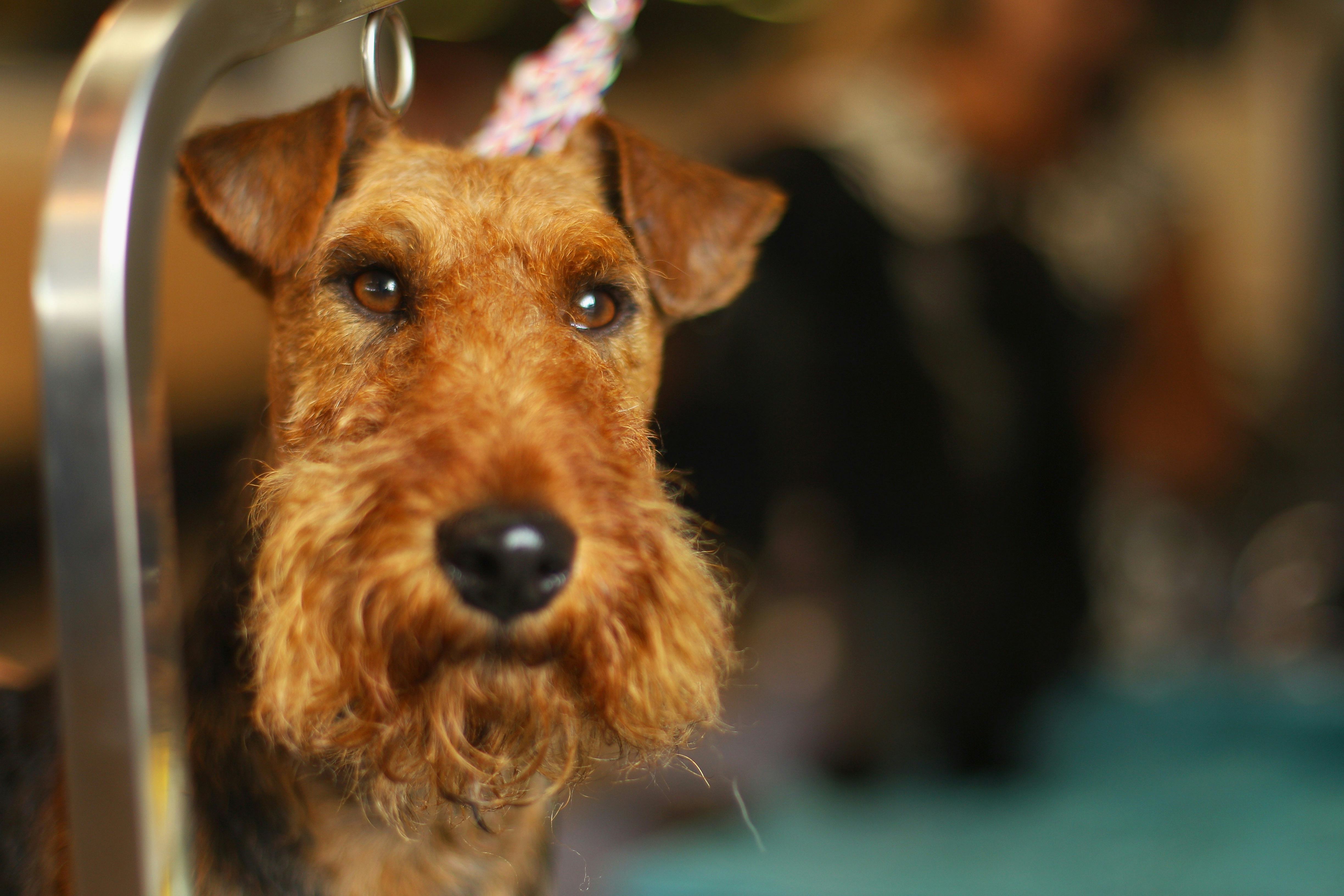 13 Best Dog Breeds For Single People