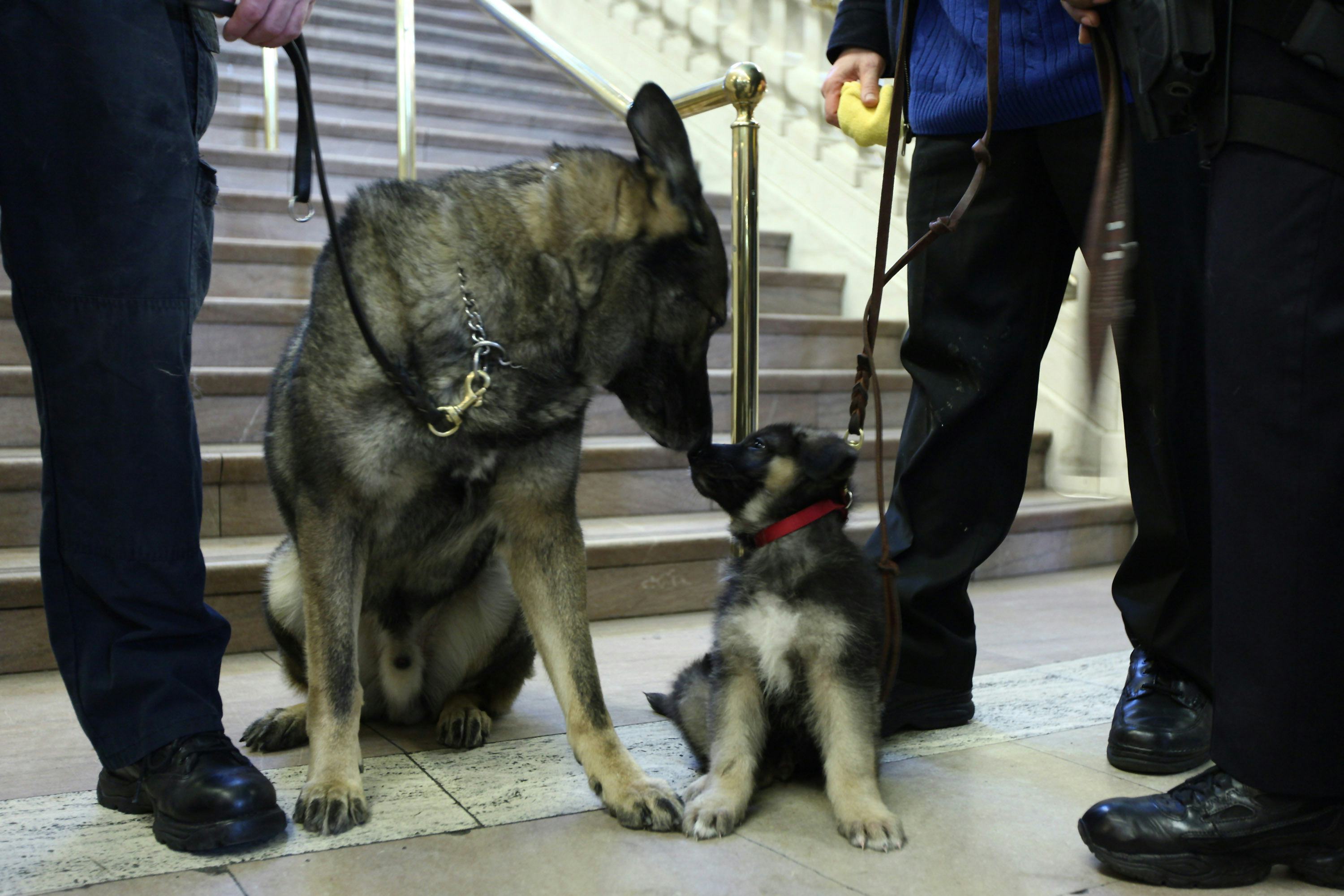 The 11 Best Dog Breeds For Introverts Of All Different Kinds