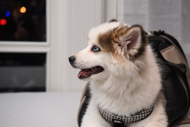 What’s The Best Dog Breed For Your Myers-Briggs Type? Here’s How To ...