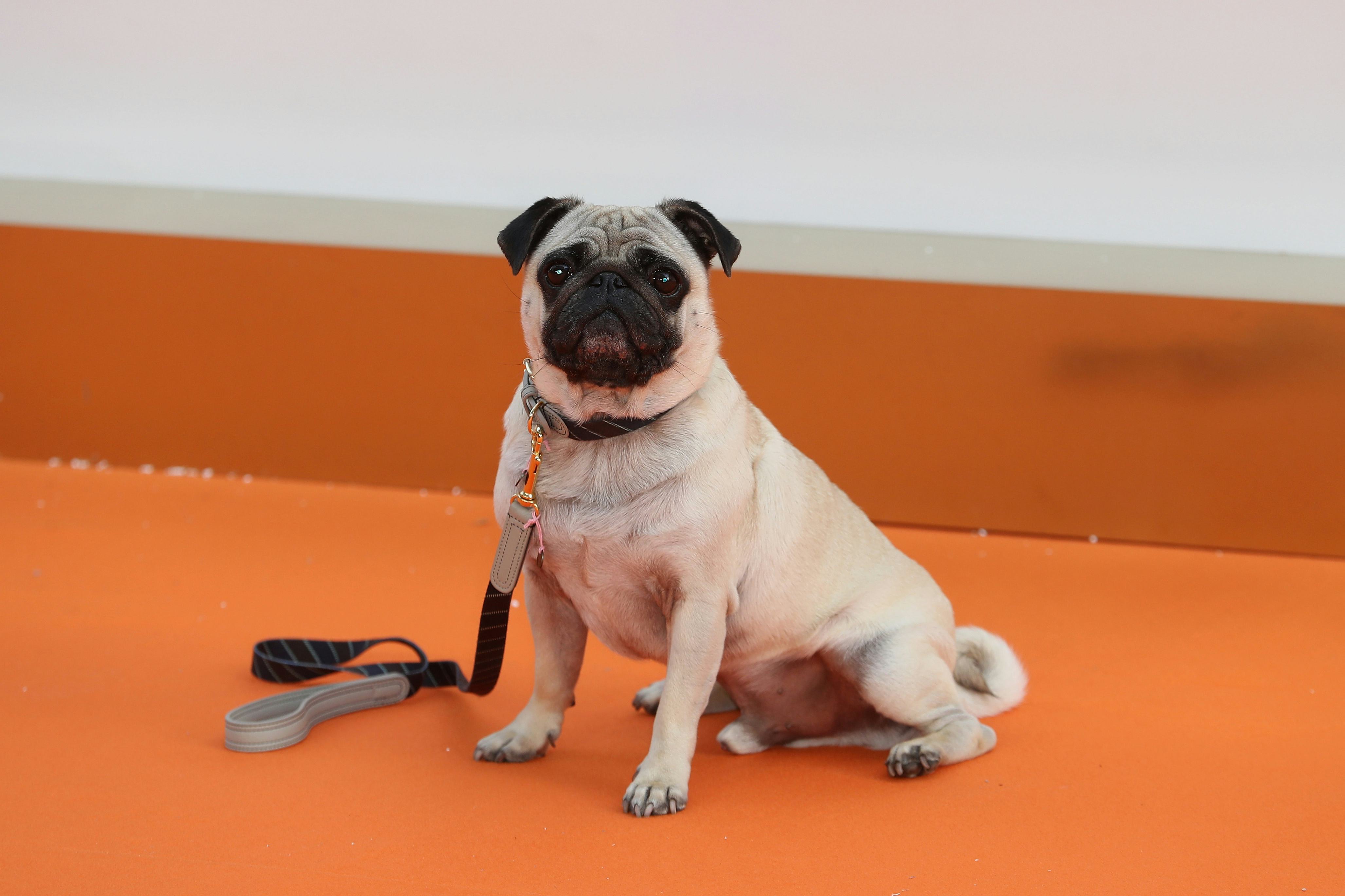 23 Best Dog Breeds For City Living