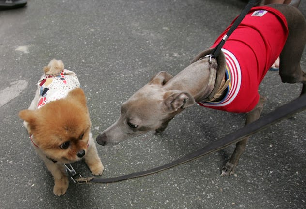 23 Best Dog Breeds For City Living