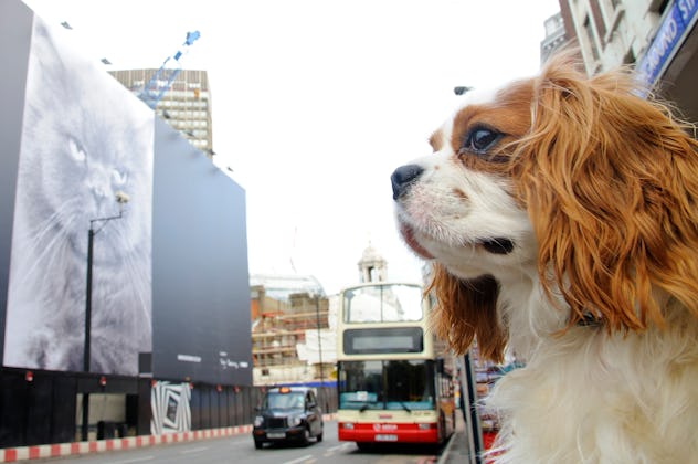 20 Best Dog Breeds For City Living