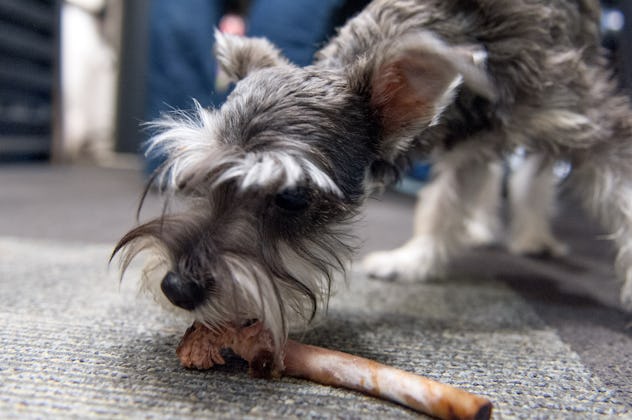 13 Best Dog Breeds For Single People