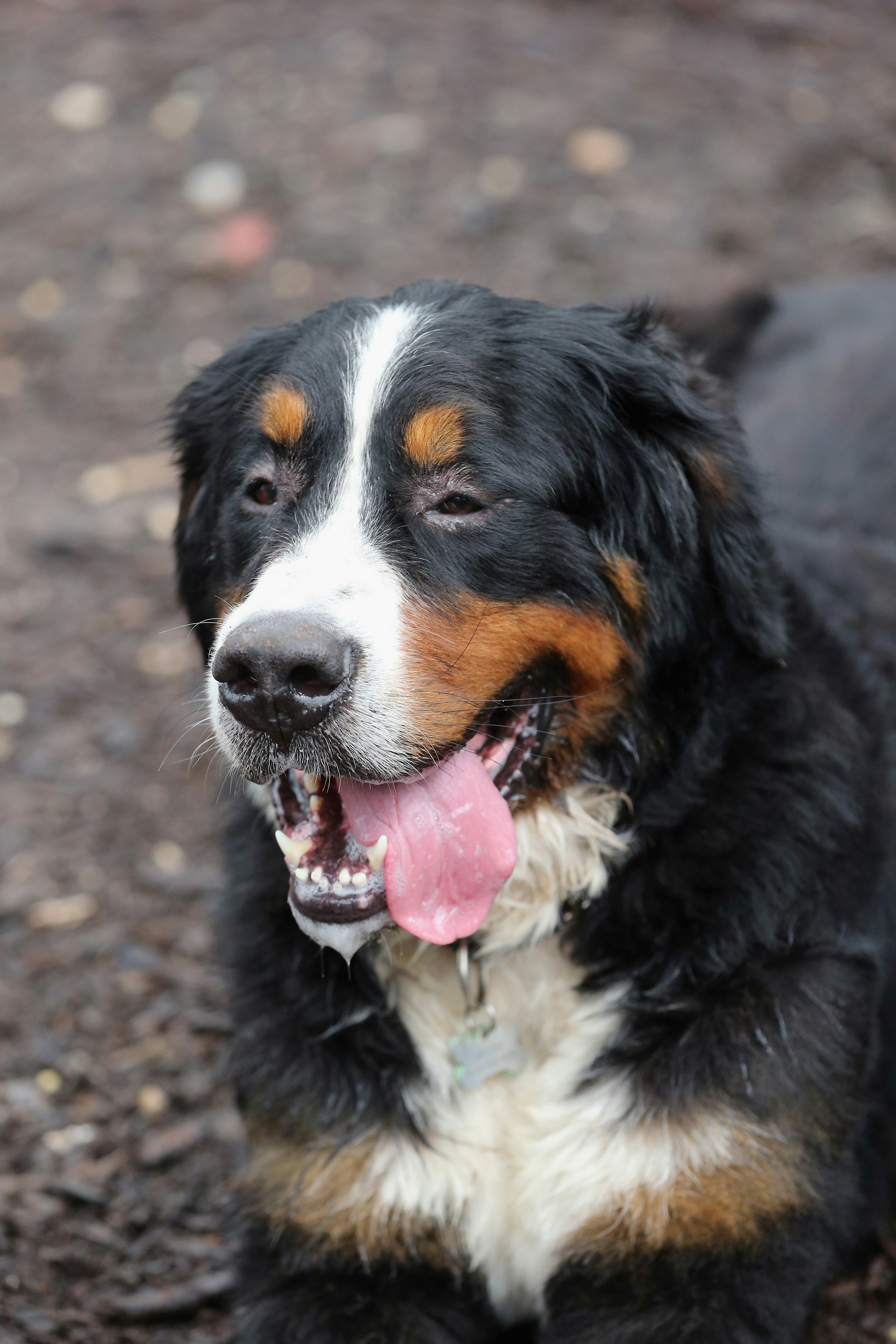 14 Best Dog Breeds For Kids That You Can Adopt If You’re Starting A Family