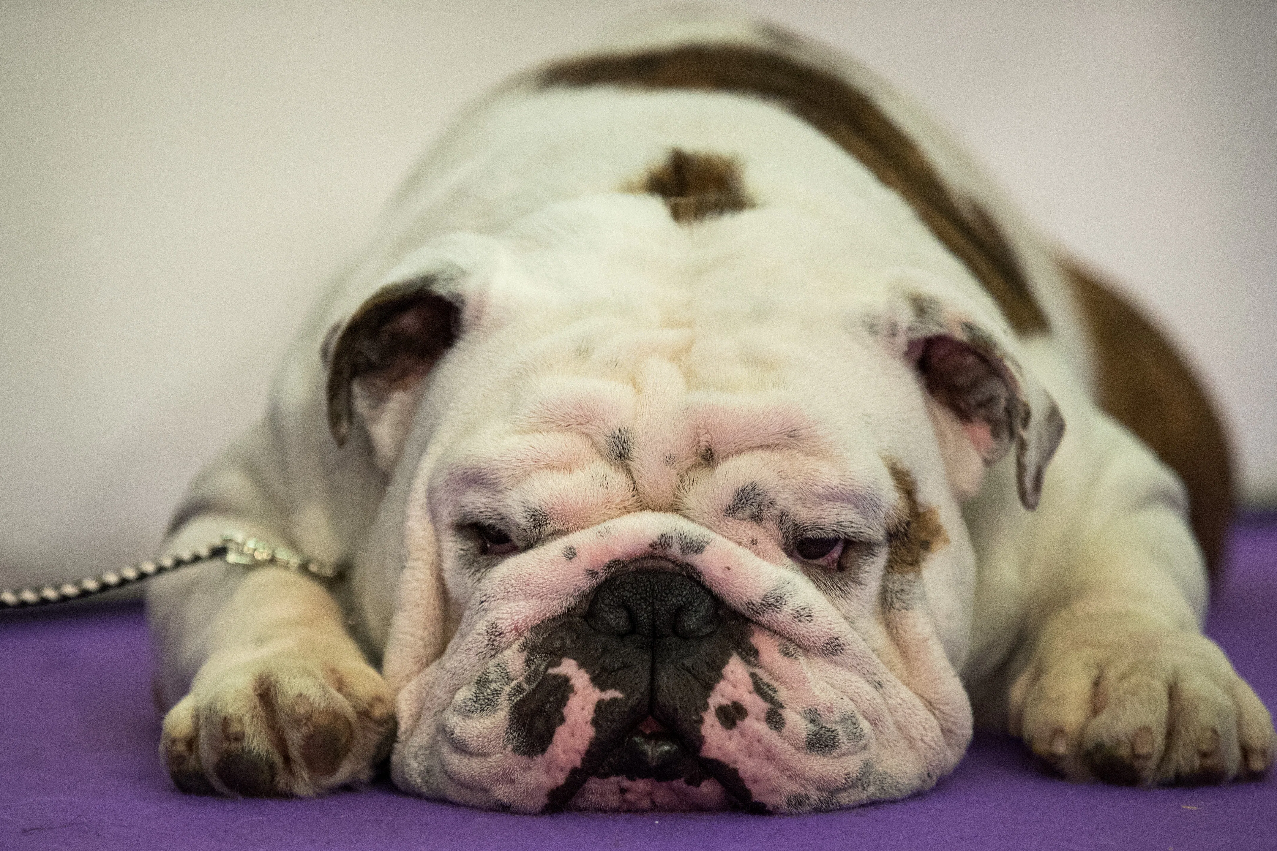 14 Best Dog Breeds For Kids That You Can Adopt If You’re Starting A Family