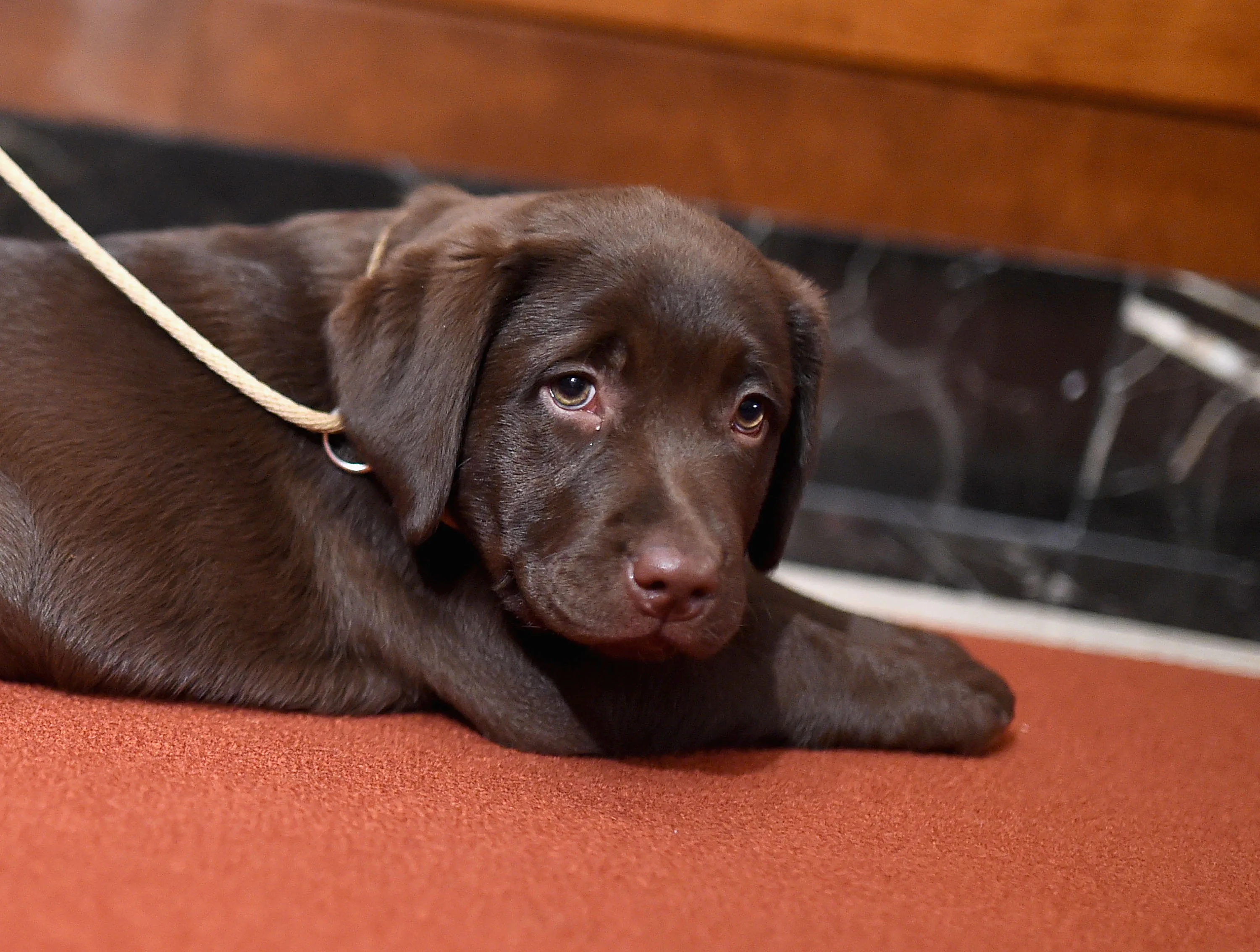 14 Best Dog Breeds For Kids That You Can Adopt If You’re Starting A Family