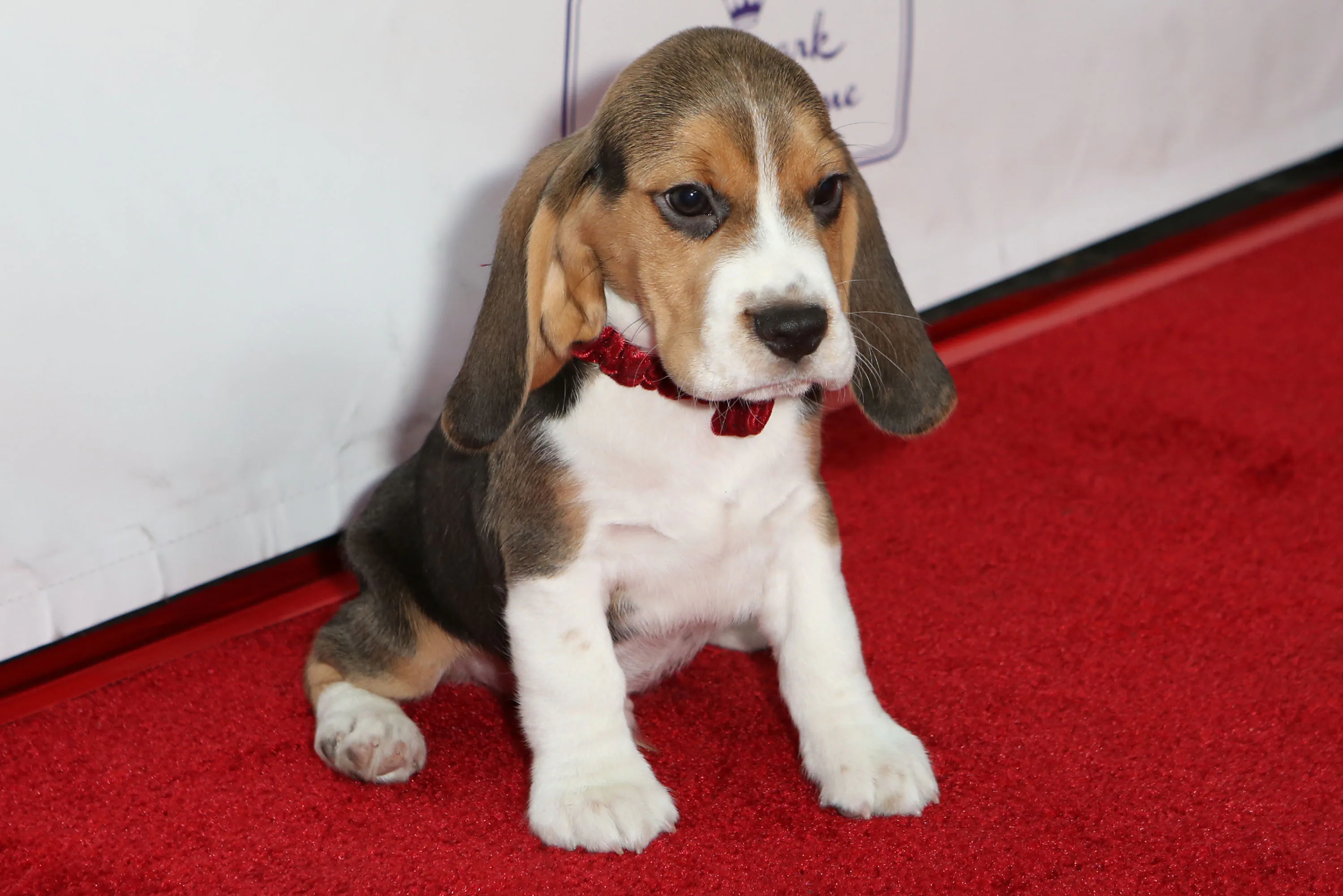 14 Best Dog Breeds For Kids That You Can Adopt If You’re Starting A Family