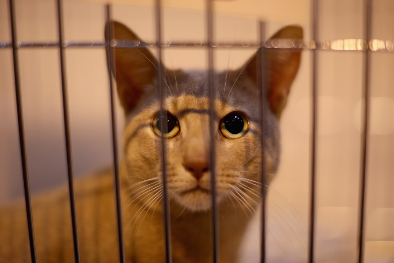 15 Cat Breeds For Extroverts That You Should Consider Adopting