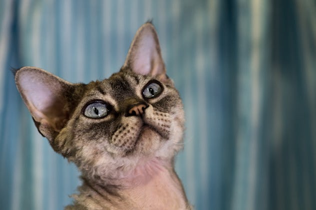 15 Cat Breeds For Extroverts That You Should Consider Adopting