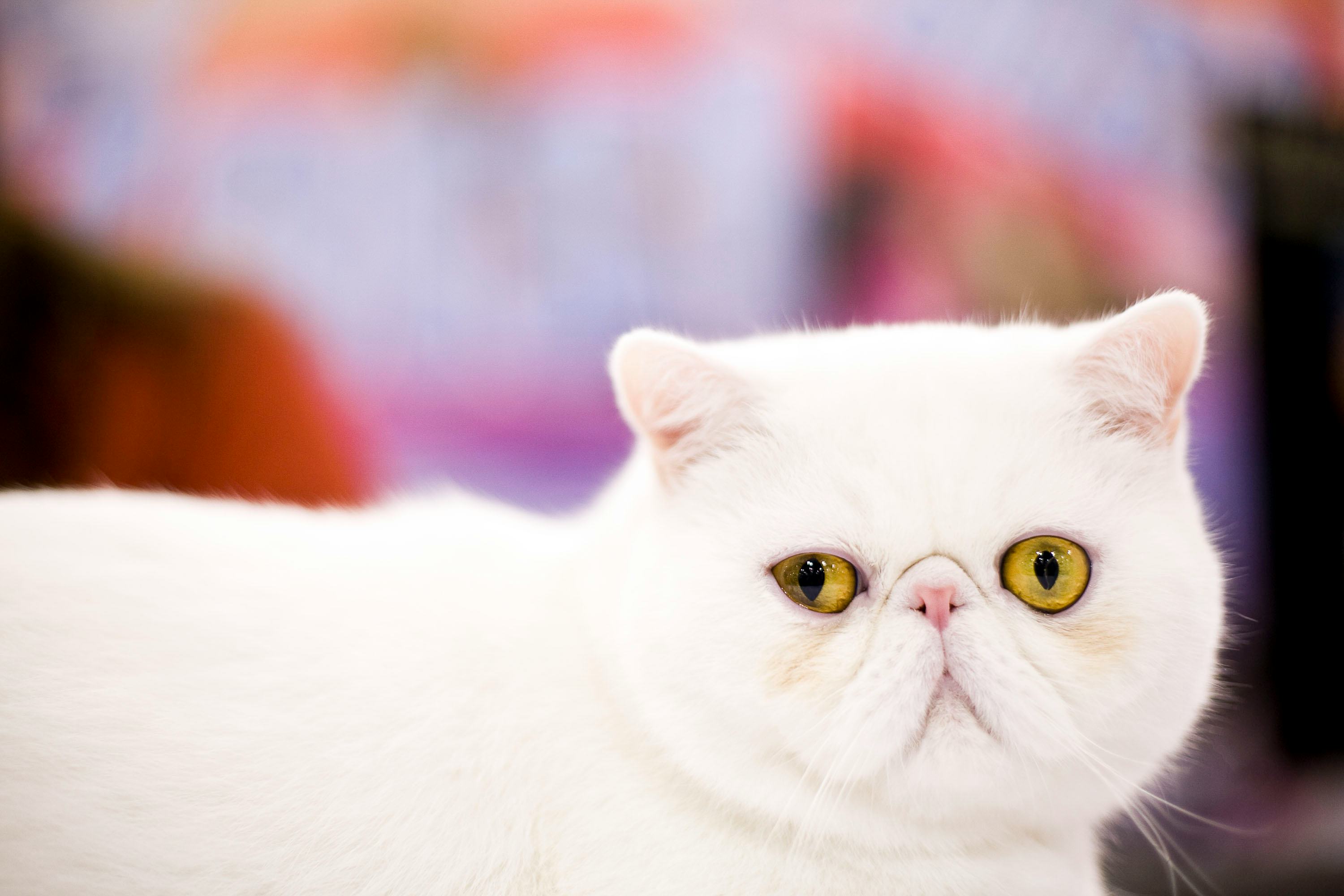 15 Cat Breeds For Extroverts That You Should Consider Adopting