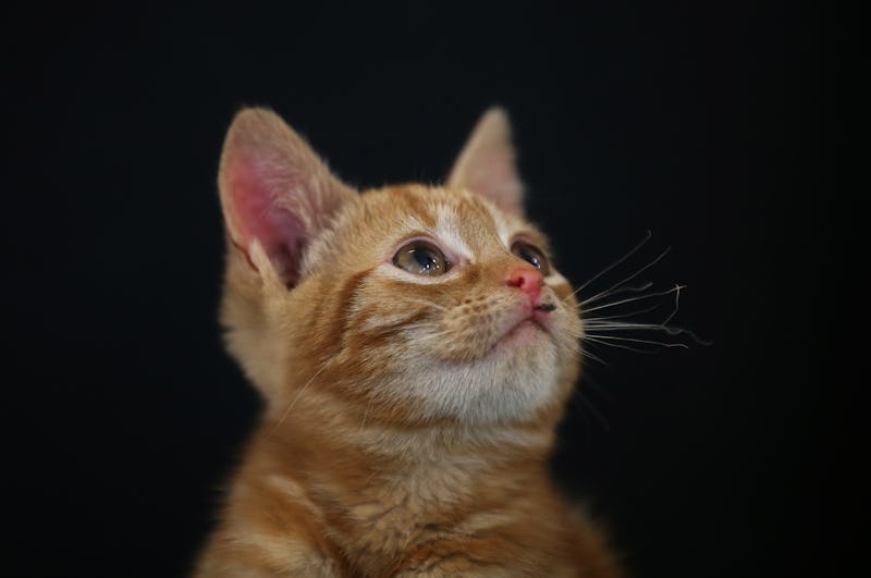 15 Cat Breeds For Extroverts That You Should Consider Adopting