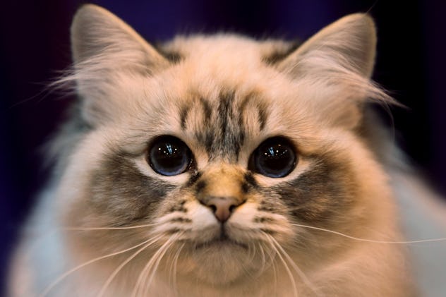 15 Cat Breeds For Extroverts That You Should Consider Adopting
