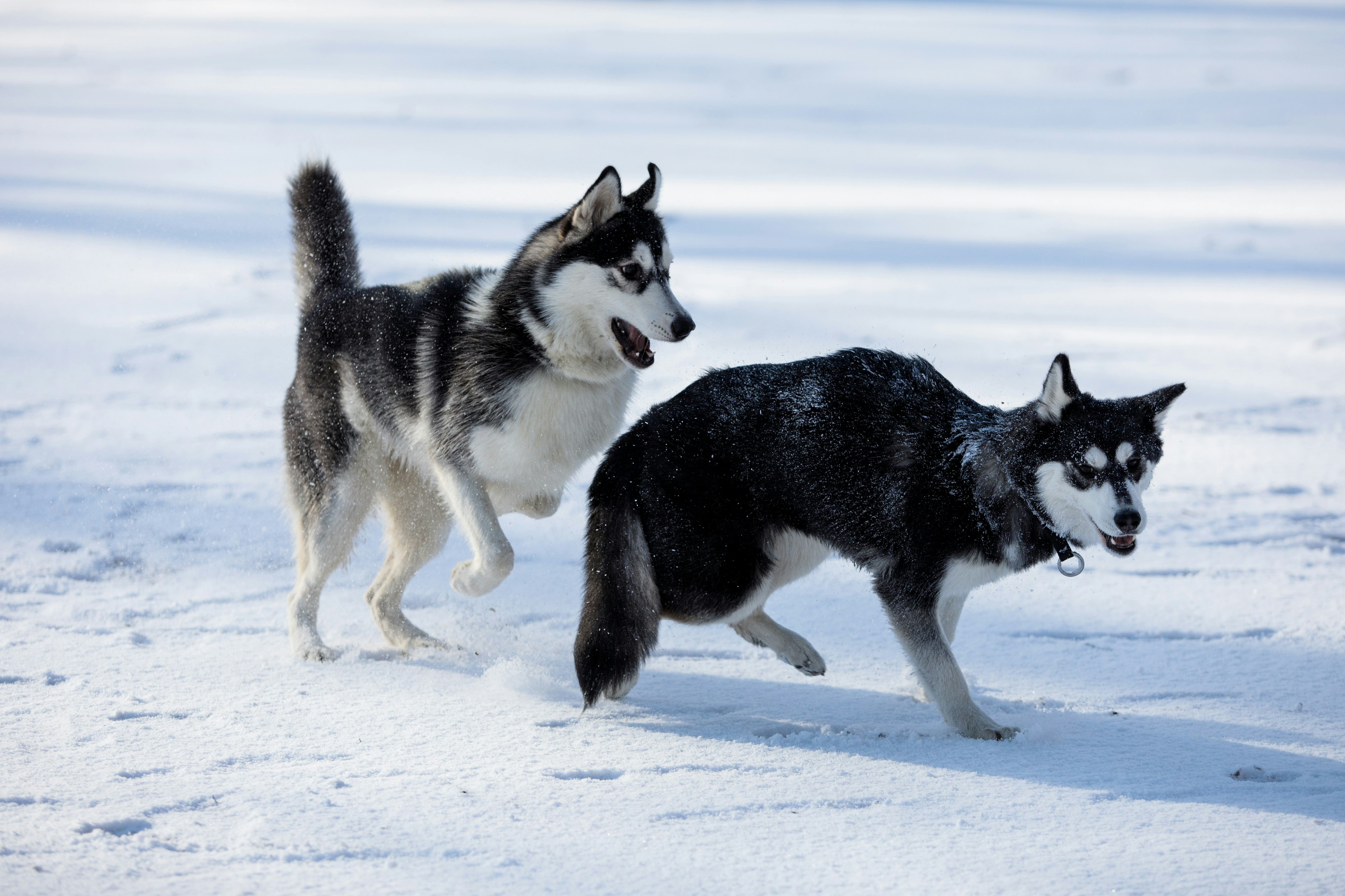 The Dog Breed You Should Get, Based On Your Myers-Briggs Type