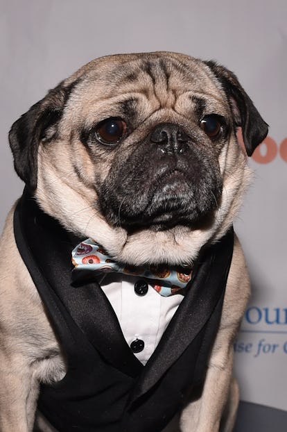 The Dog Breed You Should Get, Based On Your Myers-Briggs Type