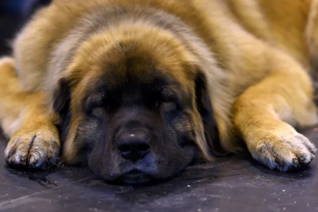 The Dog Breed You Should Get, Based On Your Myers-Briggs Type