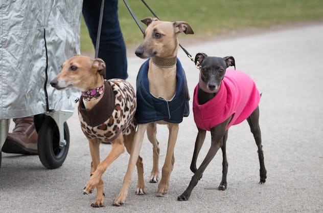 The Dog Breed You Should Get, Based On Your Myers-Briggs Type