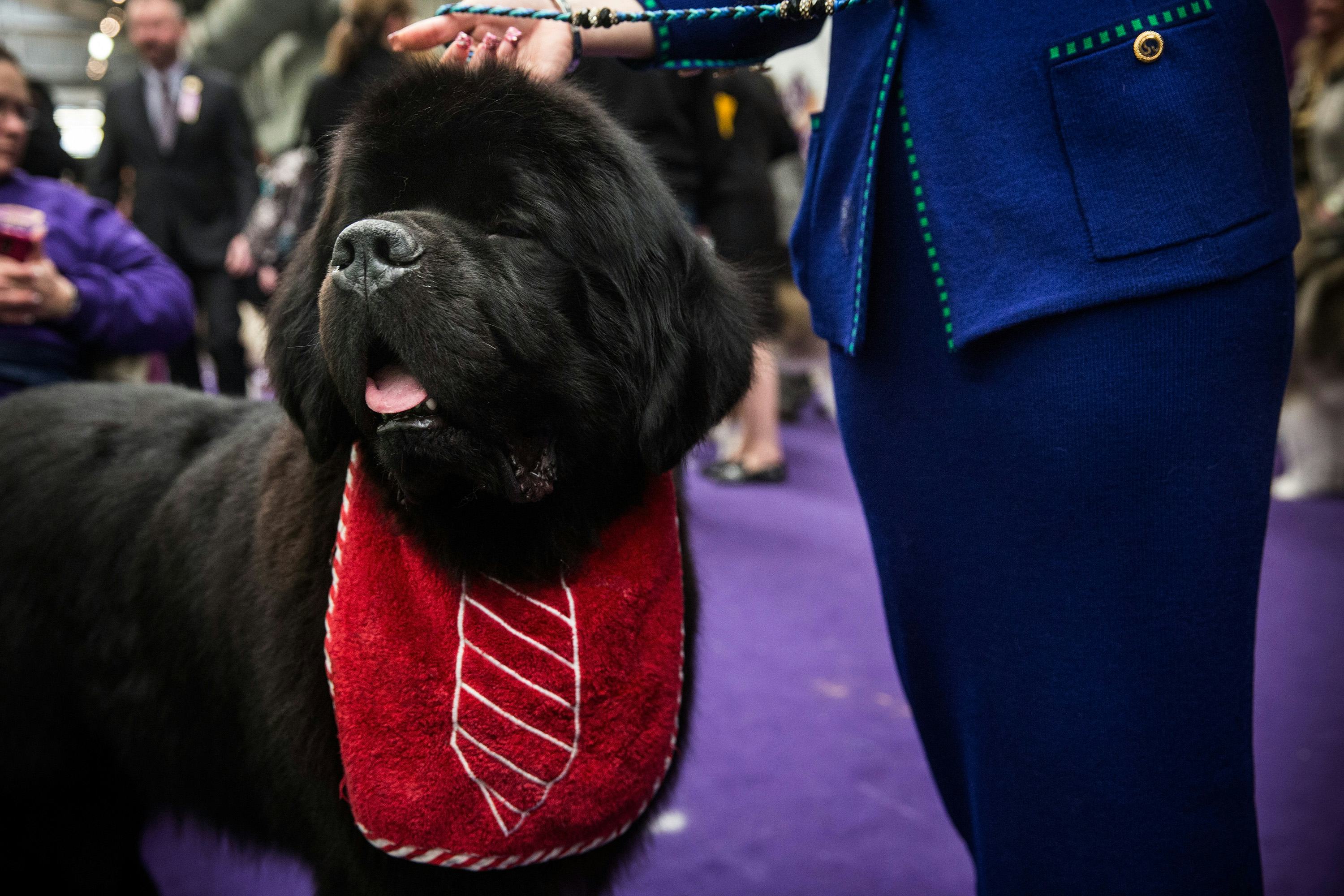 The Dog Breed You Should Get, Based On Your Myers-Briggs Type