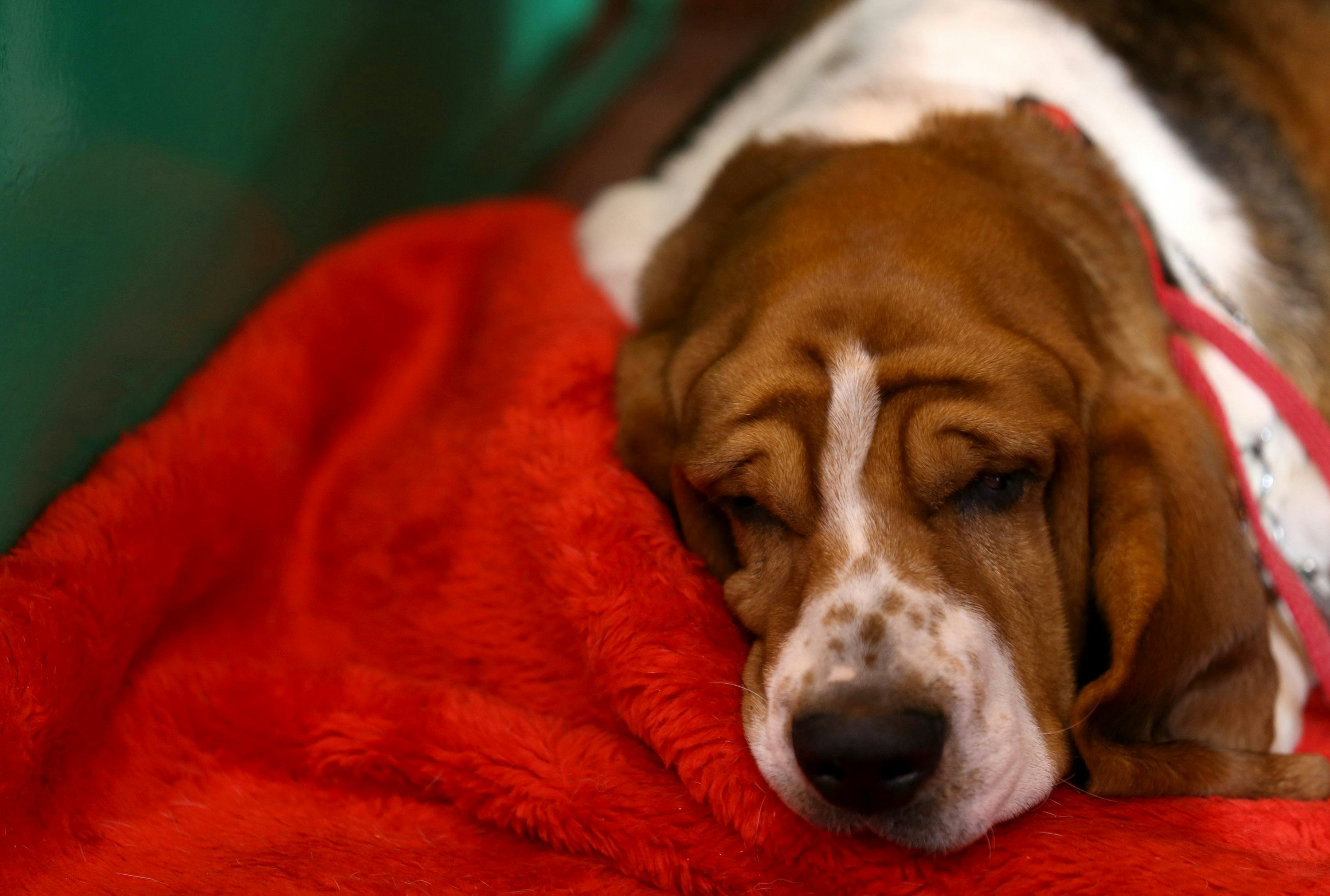 The Dog Breed You Should Get, Based On Your Myers-Briggs Type