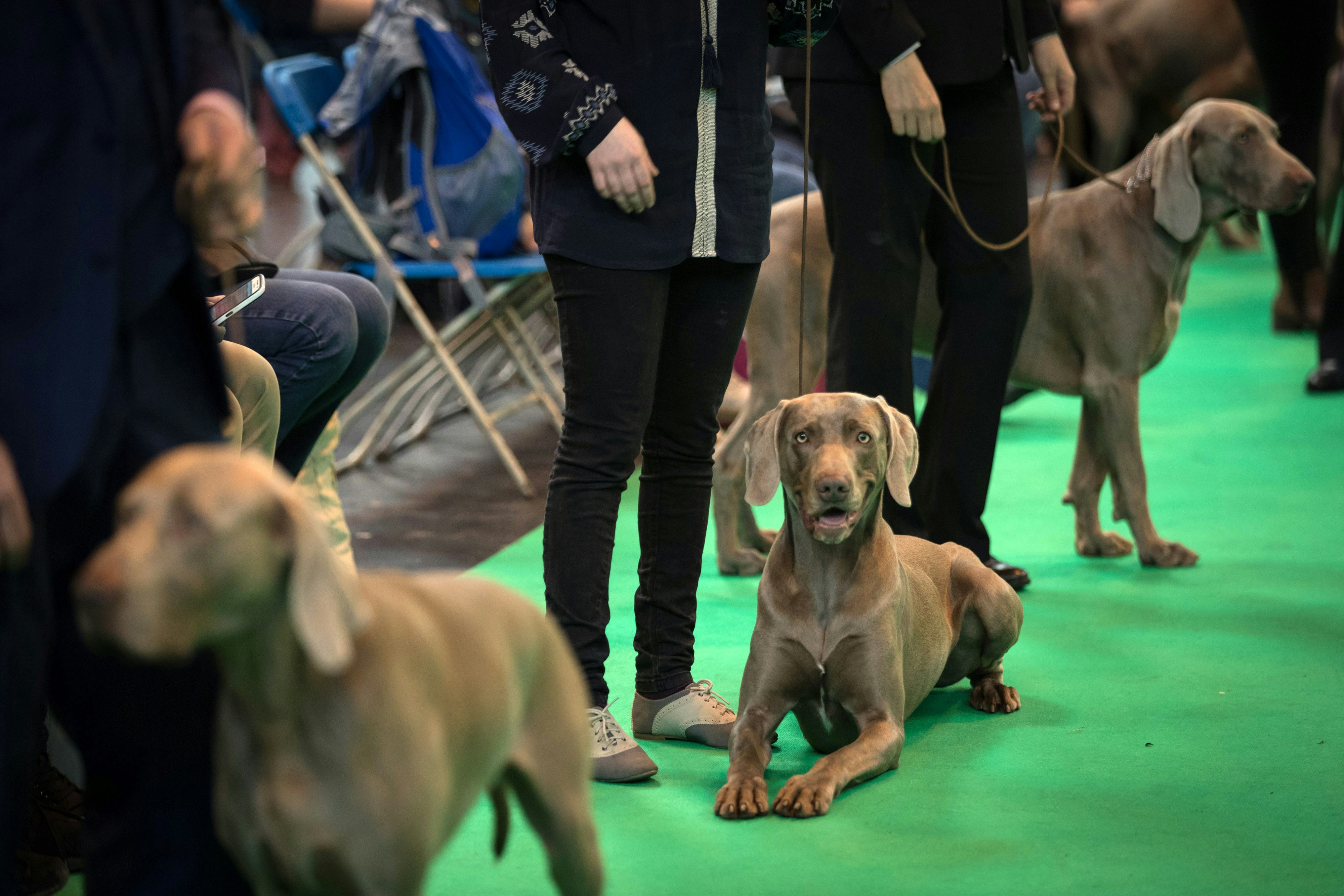 The Dog Breed You Should Get, Based On Your Myers-Briggs Type