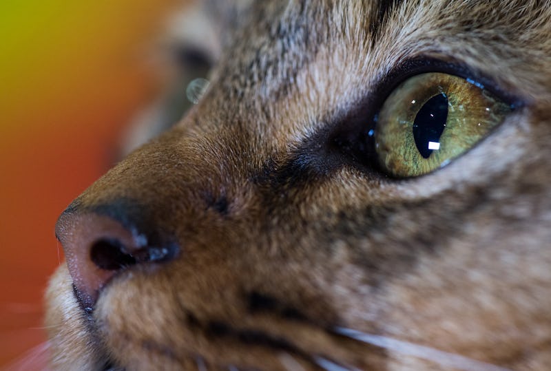 6 Most High Maintenance Cat Breeds That You’ll Still Love No Matter What