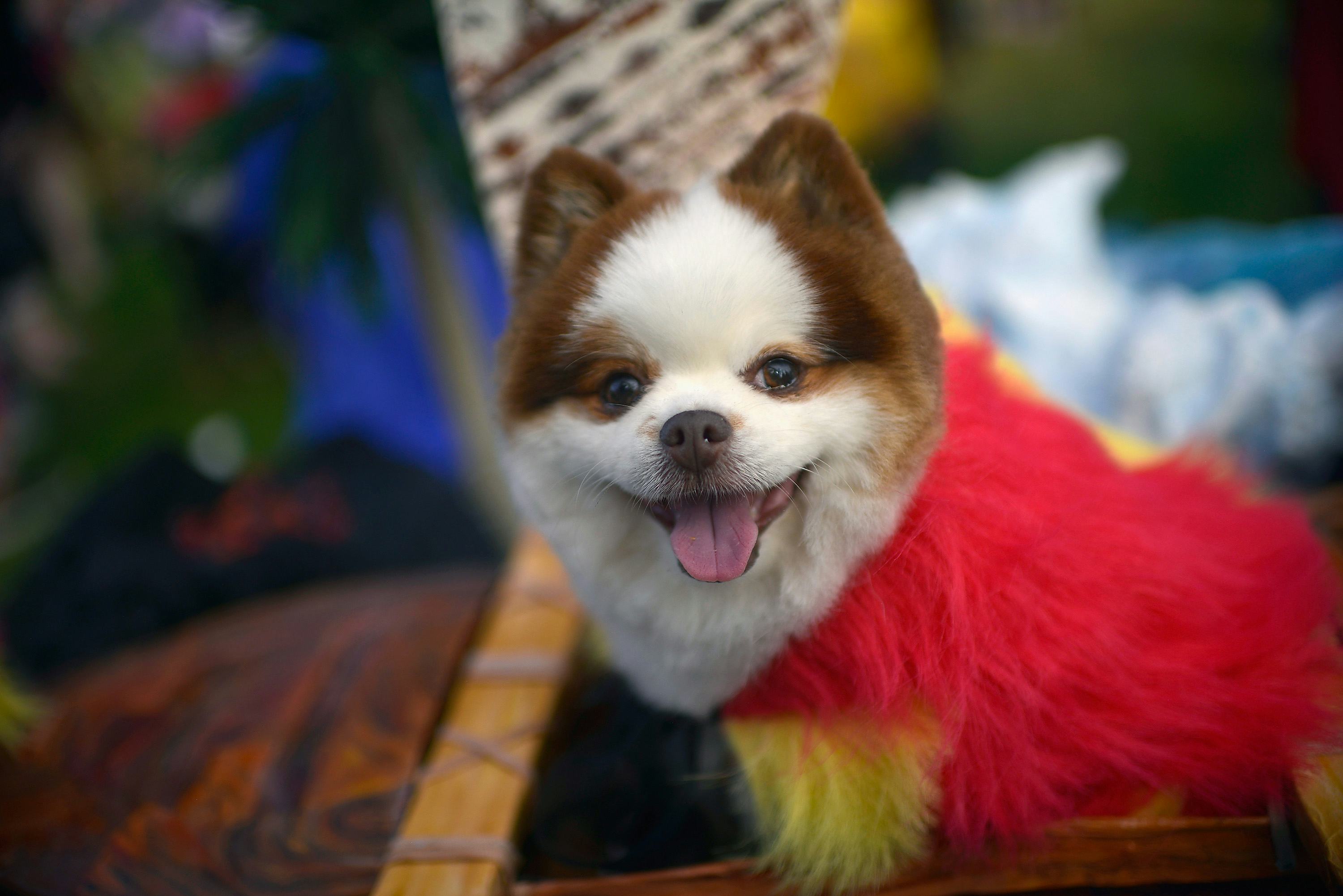 How Do I Know If I’m Ready For A Dog? Here’s What To Ask Yourself ...