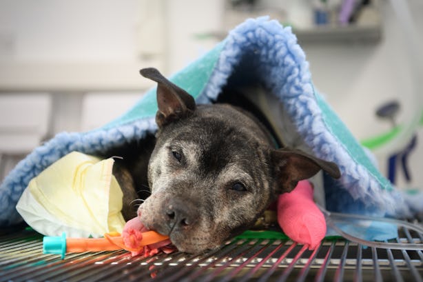 How Do I Know If I’m Ready For A Dog? Here’s What To Ask Yourself ...