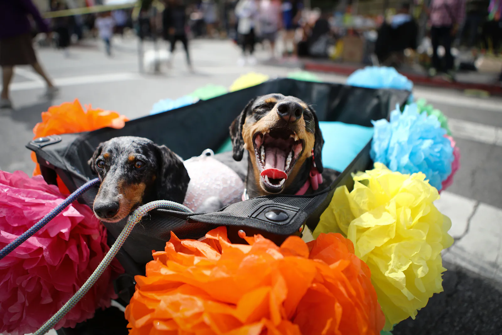 14 Changes Dogs Go Through As They Age That All Pet Owners Should Know ...