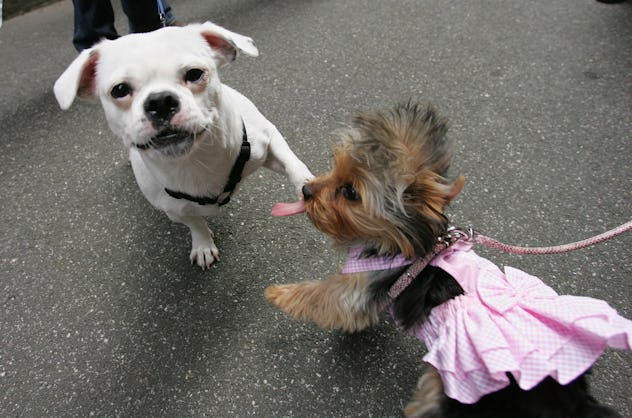 15 Best Dog Names For Gemini Puppies To Play Up Their Cool, Quirky Nature