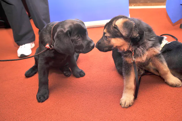 15 Best Dog Names For Gemini Puppies To Play Up Their Cool Quirky Nature 15 Best Dog Names For Gemini Puppies To Play Up Their Cool Quirky Nature