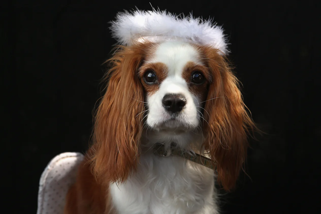 10 Royal Dog Breeds That Are Totally Cute & Loyal