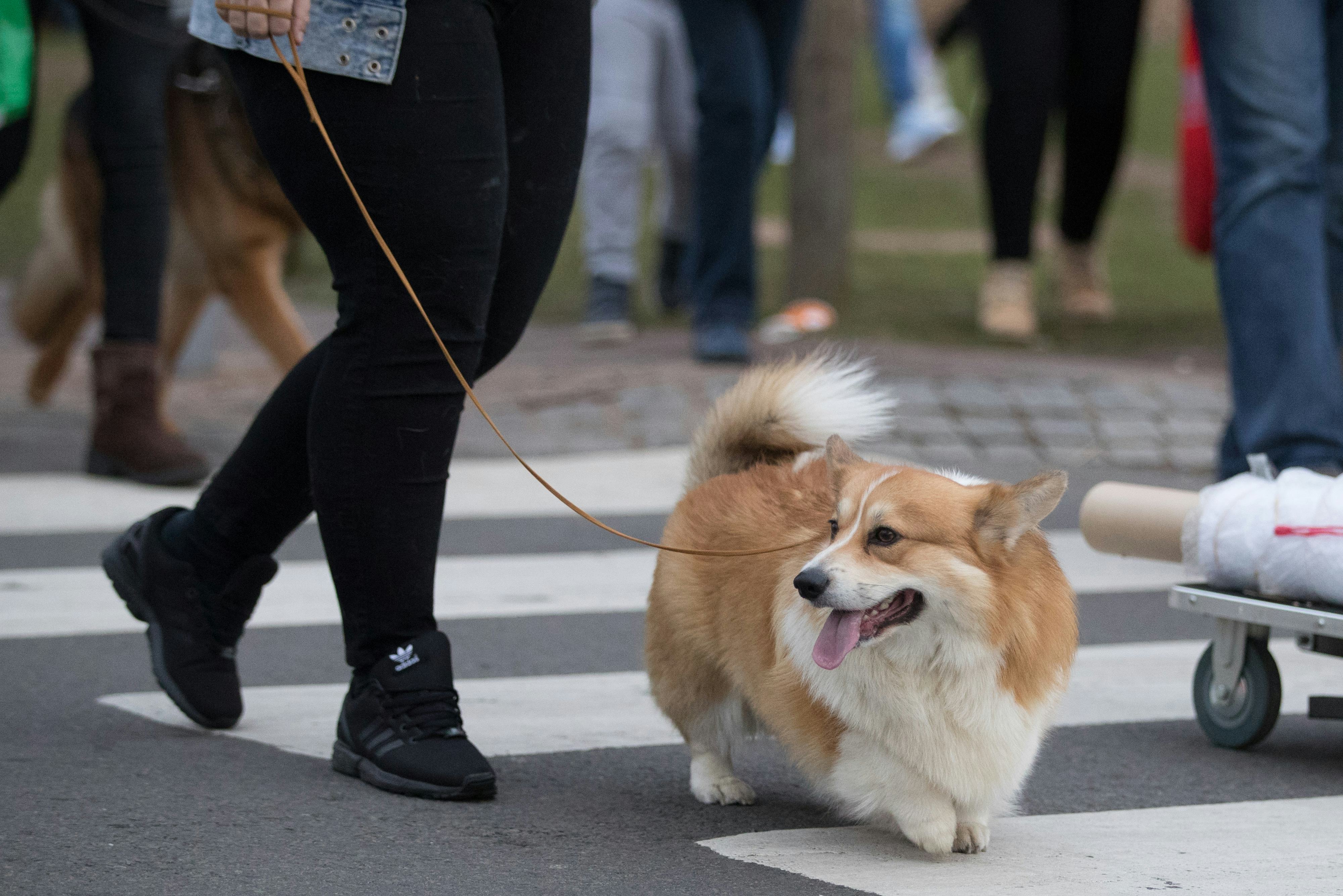 10 Royal Dog Breeds That Are Totally Cute & Loyal