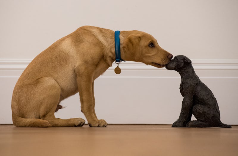 12 Products For Cleaning Up After Your Pet That Will Make Your Life So ...