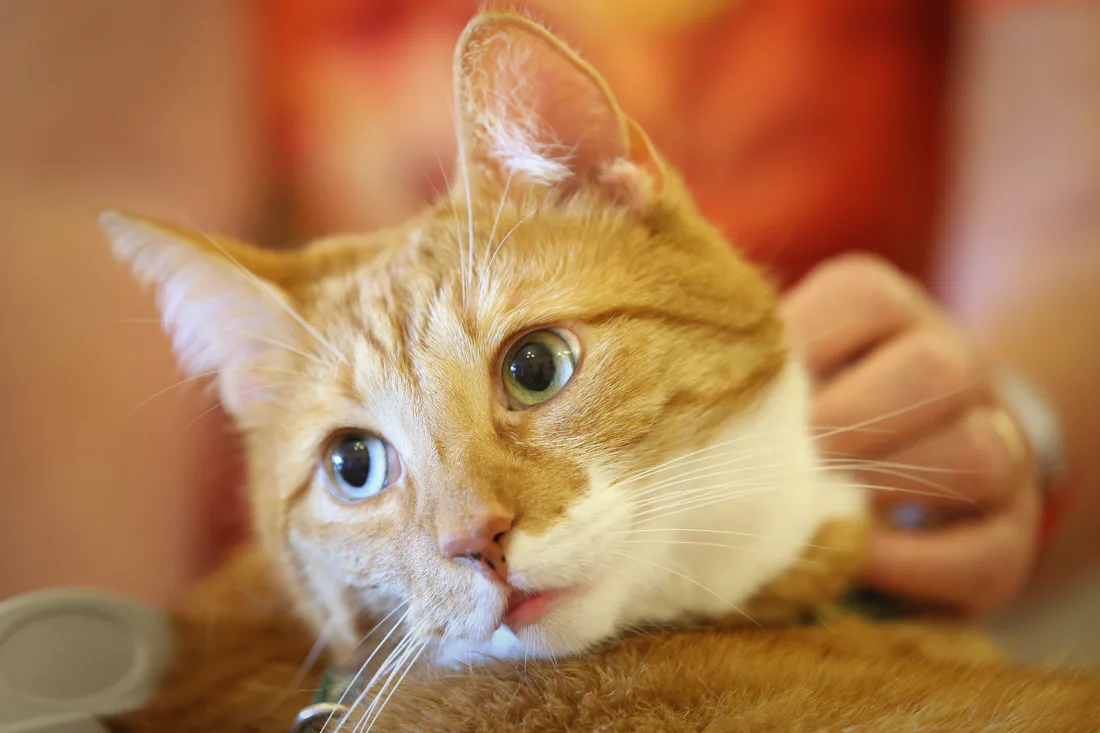 Do Cats Get Jealous? Here’s What It Means If Your Cat Starts Getting ...