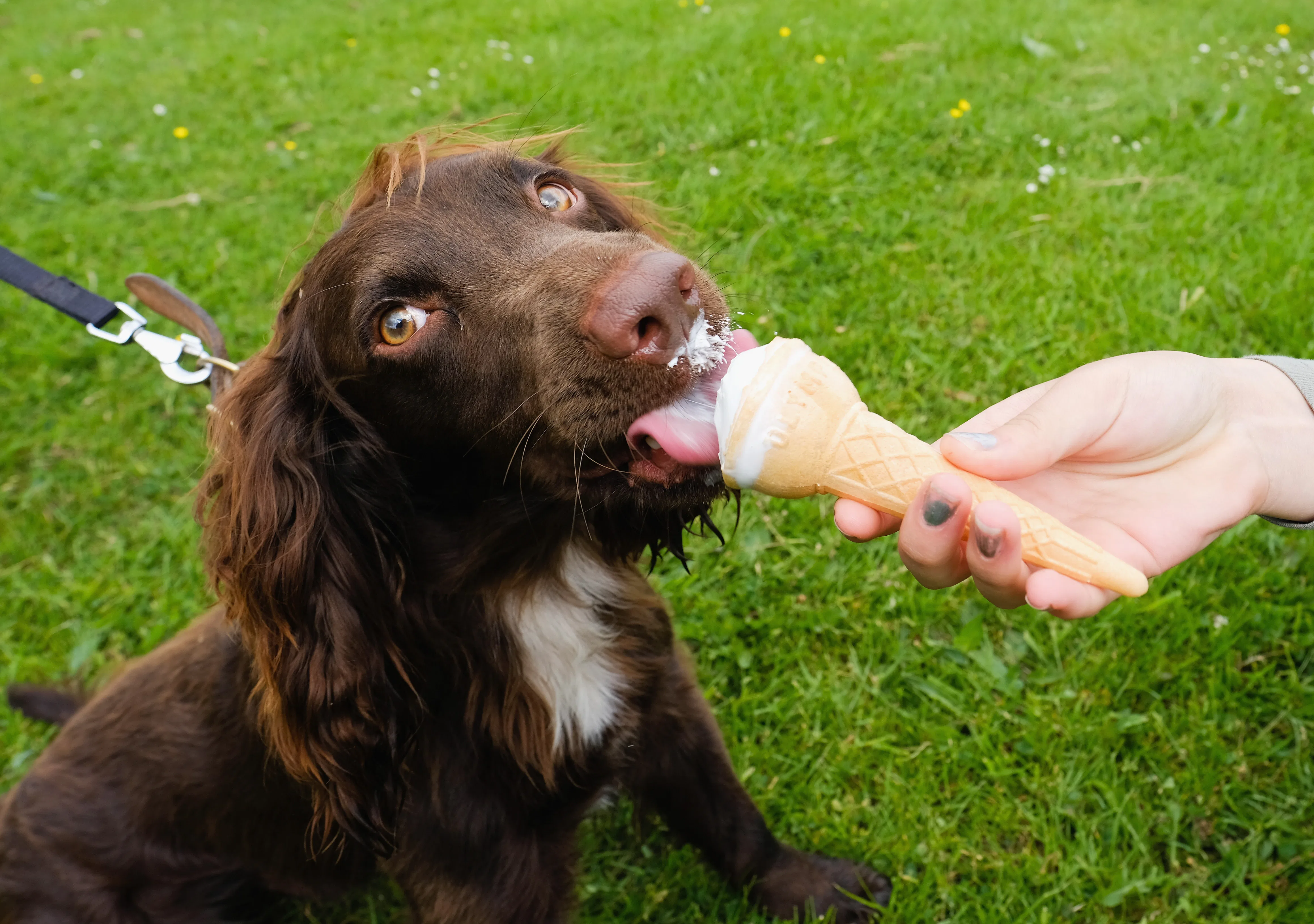9 Low Energy Dog Breeds That Like Lazy Sundays Just As Much As You Do