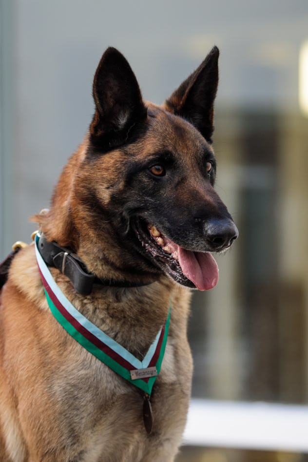 8 Friendly & Protective Dog Breeds Who’ll Stand By Your Side No Matter What