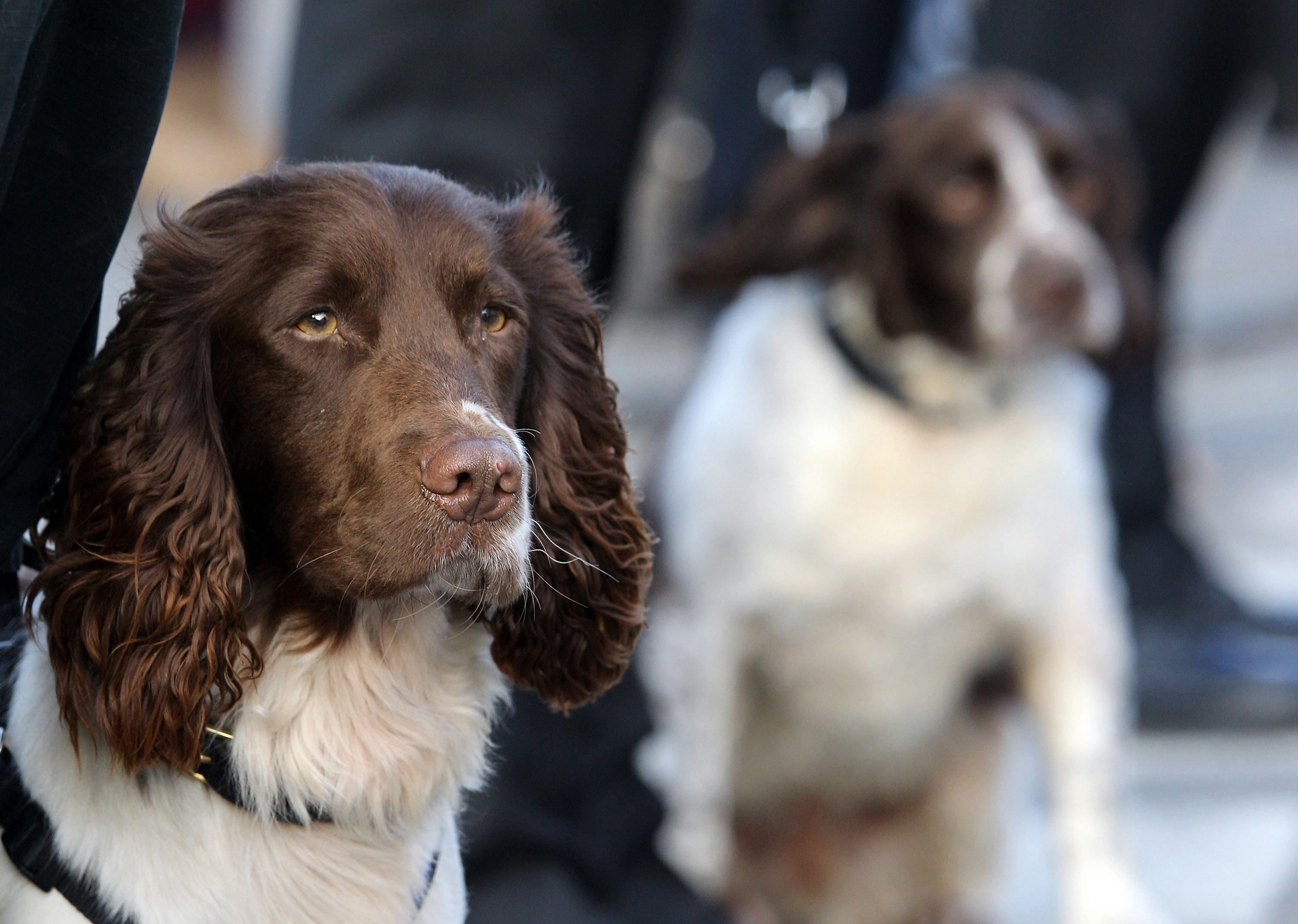 The Kindest Dog Breeds To Adopt If You Want A Total Cuddle Buddy