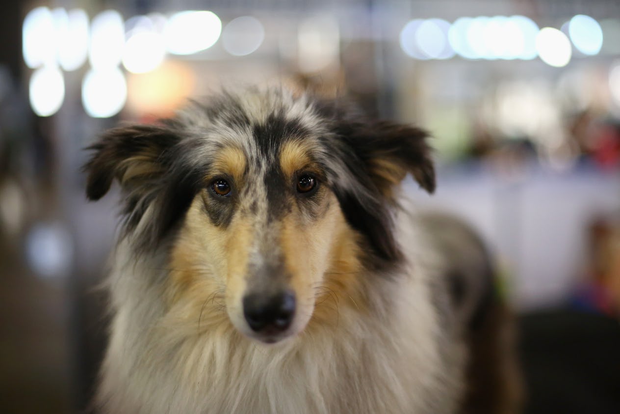 The Kindest Dog Breeds To Adopt If You Want A Total Cuddle Buddy