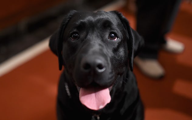 The Kindest Dog Breeds To Adopt If You Want A Total Cuddle Buddy