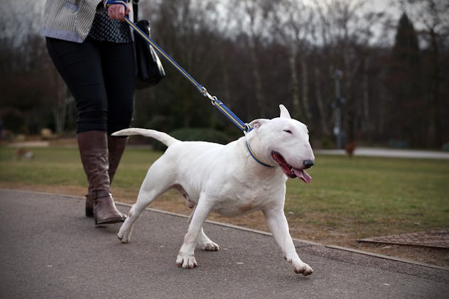 If You’re Adopting A Traumatized Dog, Here’s What Experts Want You To Know