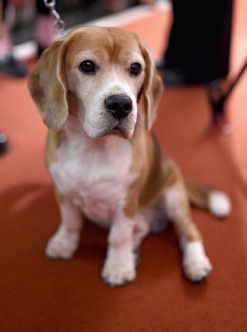 7 Dog Breeds Who Are Good With Cats