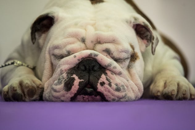 10 Big Dog Breeds That Are Comfortable Living In A City