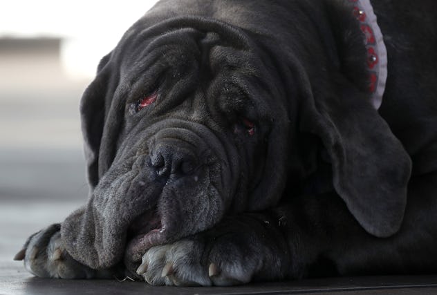10 Big Dog Breeds That Are Comfortable Living In A City