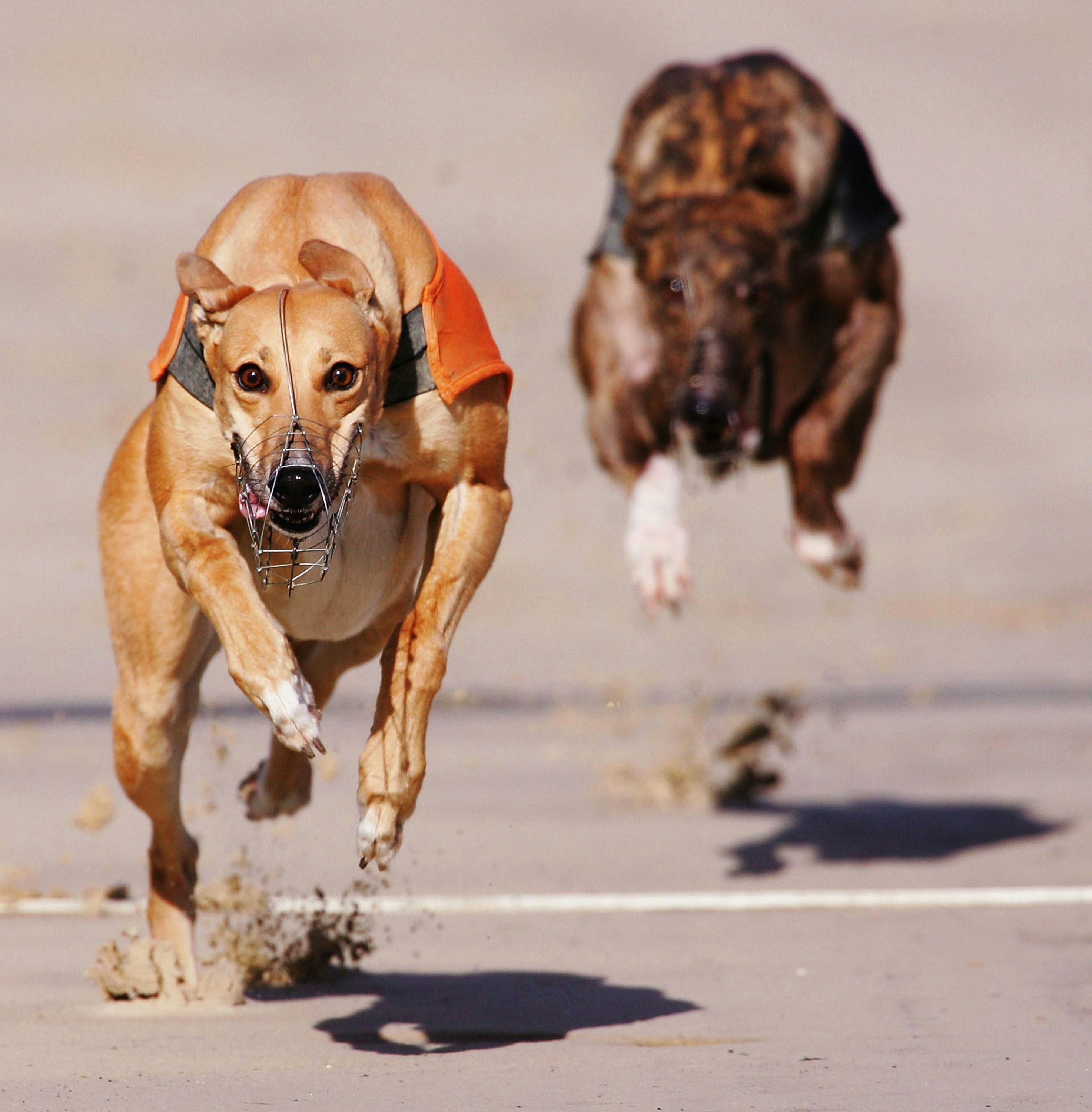 10 Big Dog Breeds That Are Comfortable Living In A City