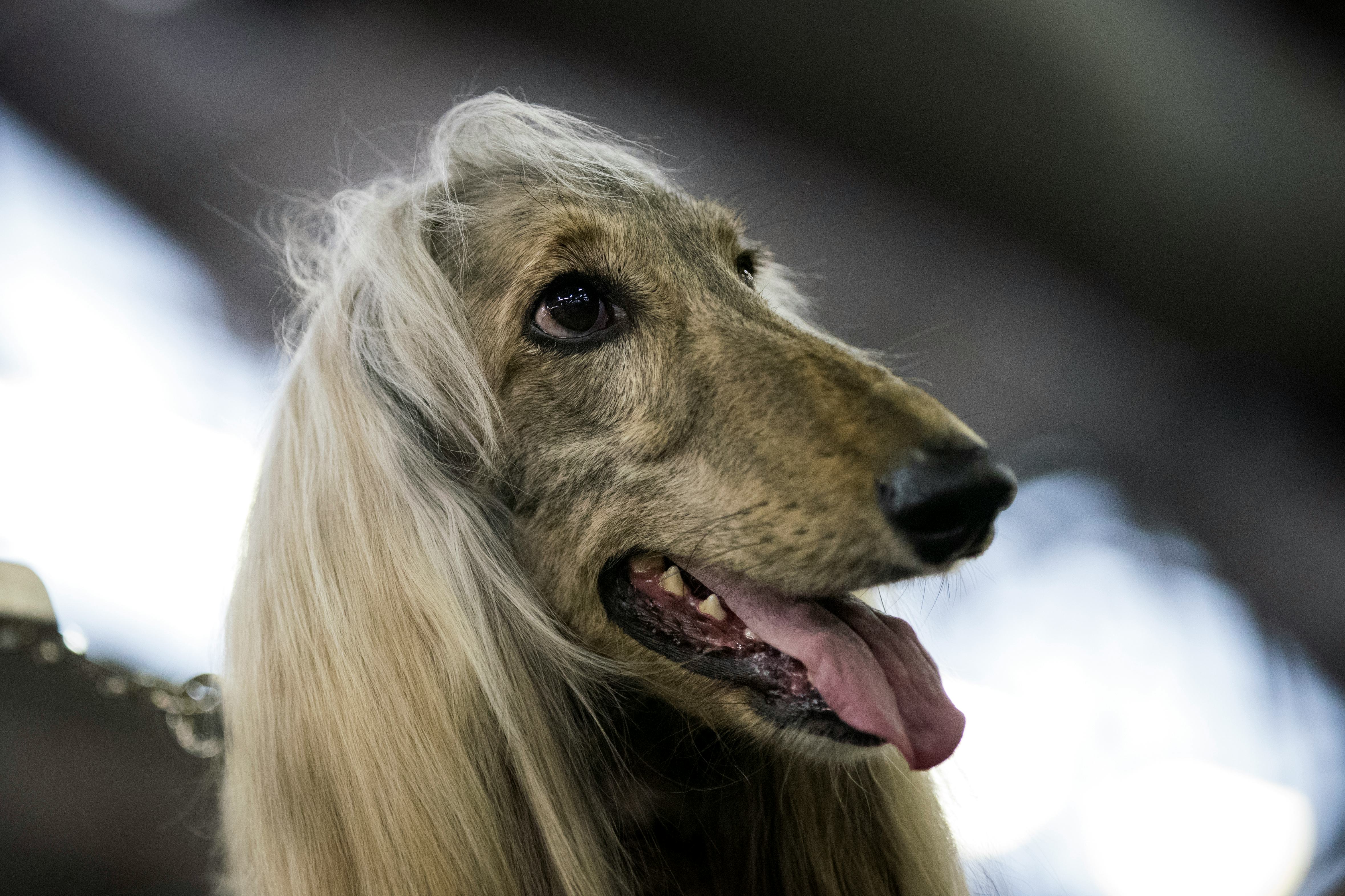 10 Big Dog Breeds That Are Comfortable Living In A City