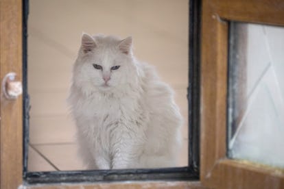 15 Common Things In Your Home You Never Knew Could Harm Your Cat