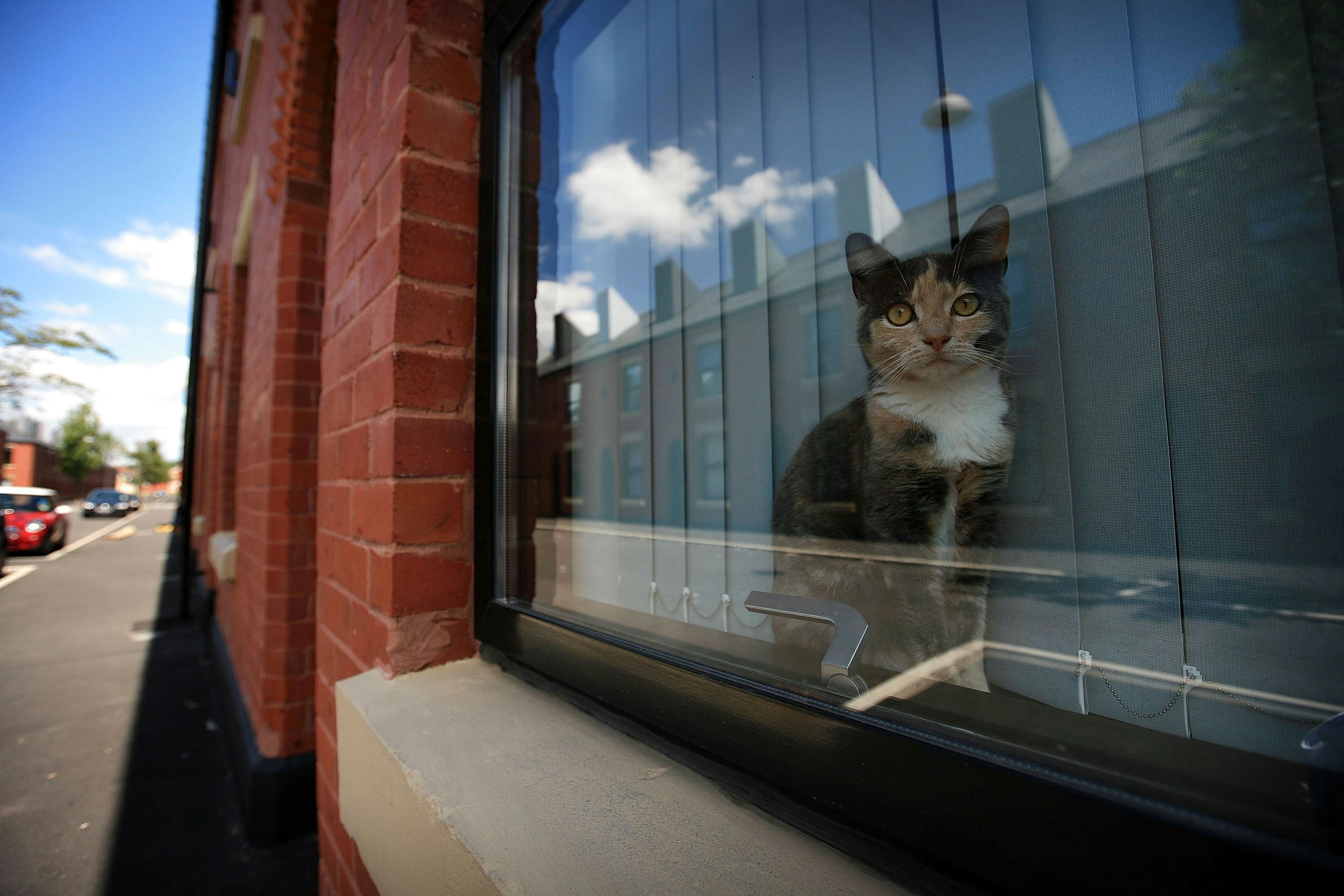 15 Common Things In Your Home You Never Knew Could Harm Your Cat