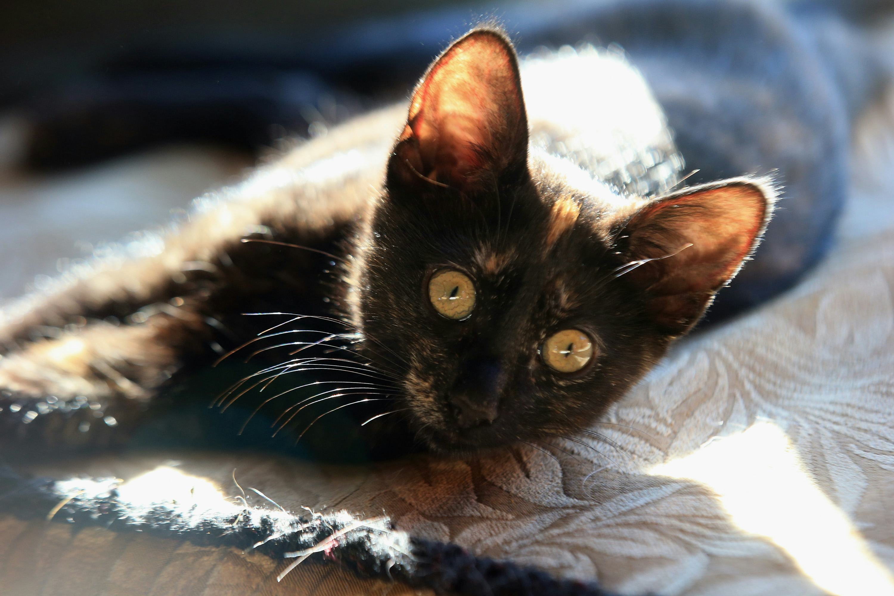 15 Common Things In Your Home You Never Knew Could Harm Your Cat