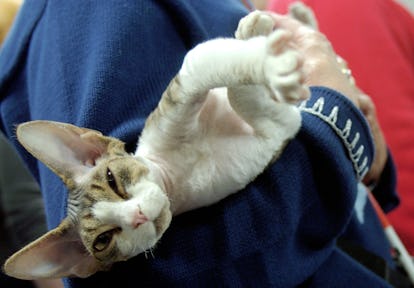 15 Common Things In Your Home You Never Knew Could Harm Your Cat