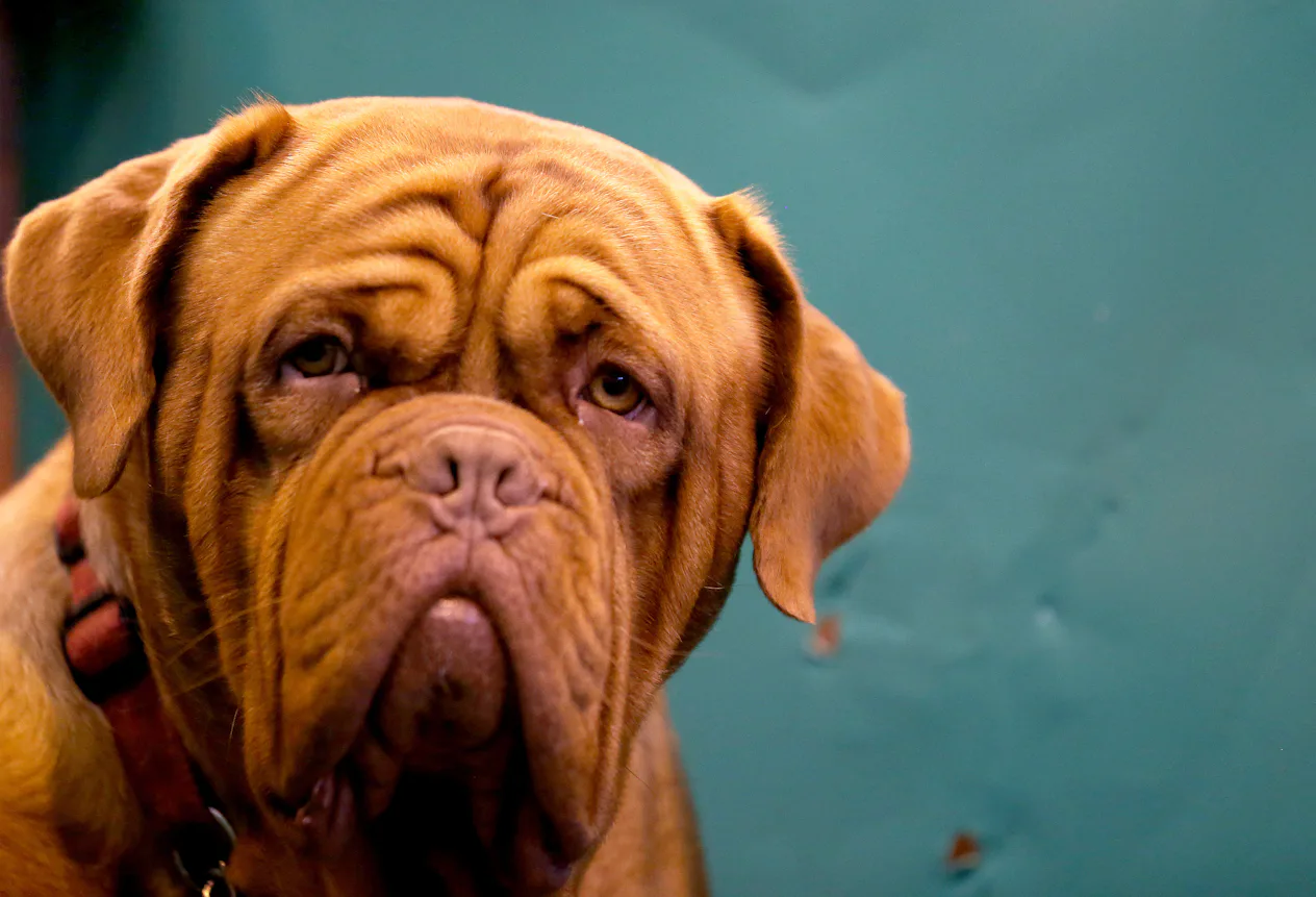 14 Dog Breeds That Grow Really Big