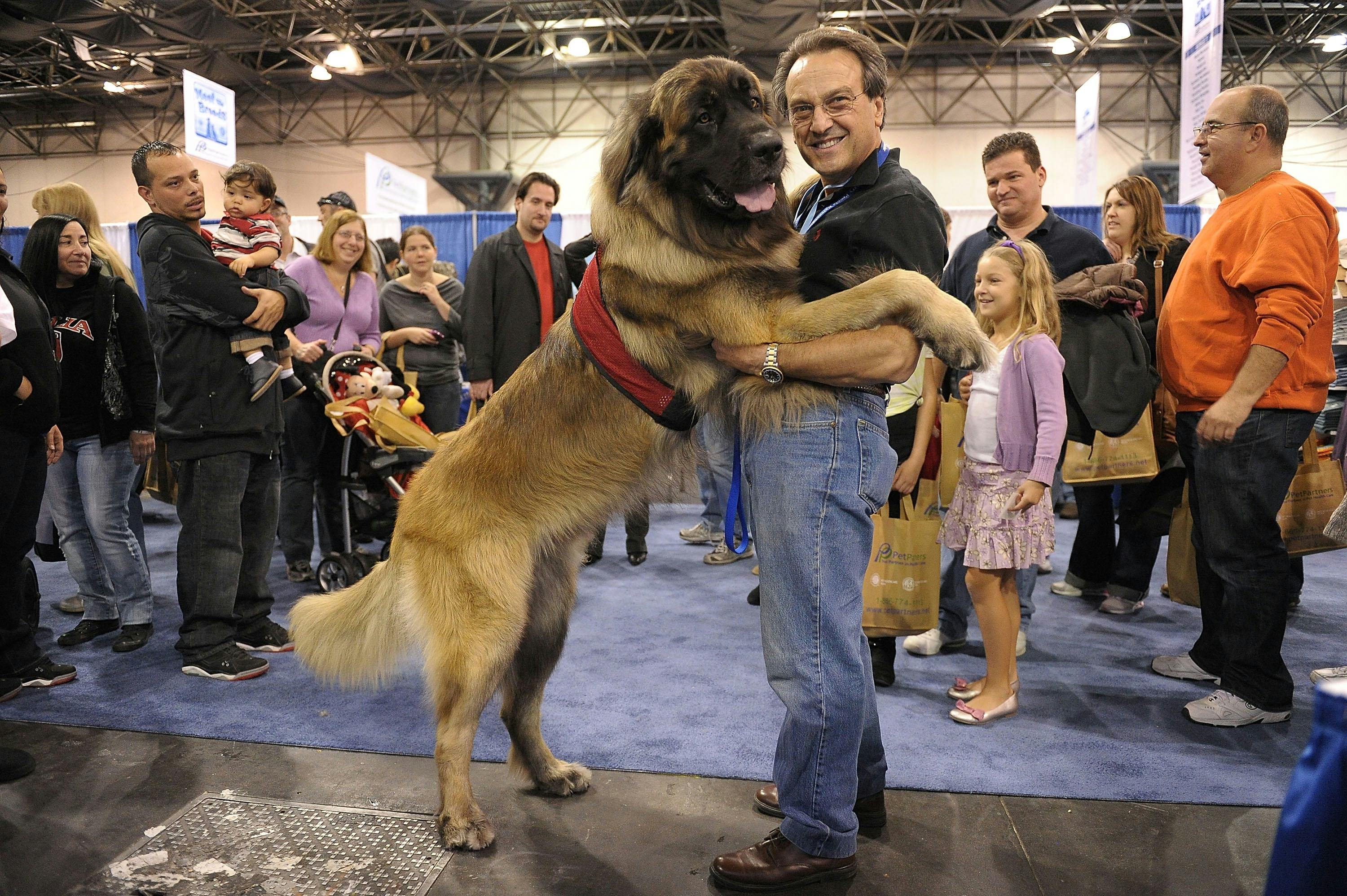 14 Dog Breeds That Grow Really Big